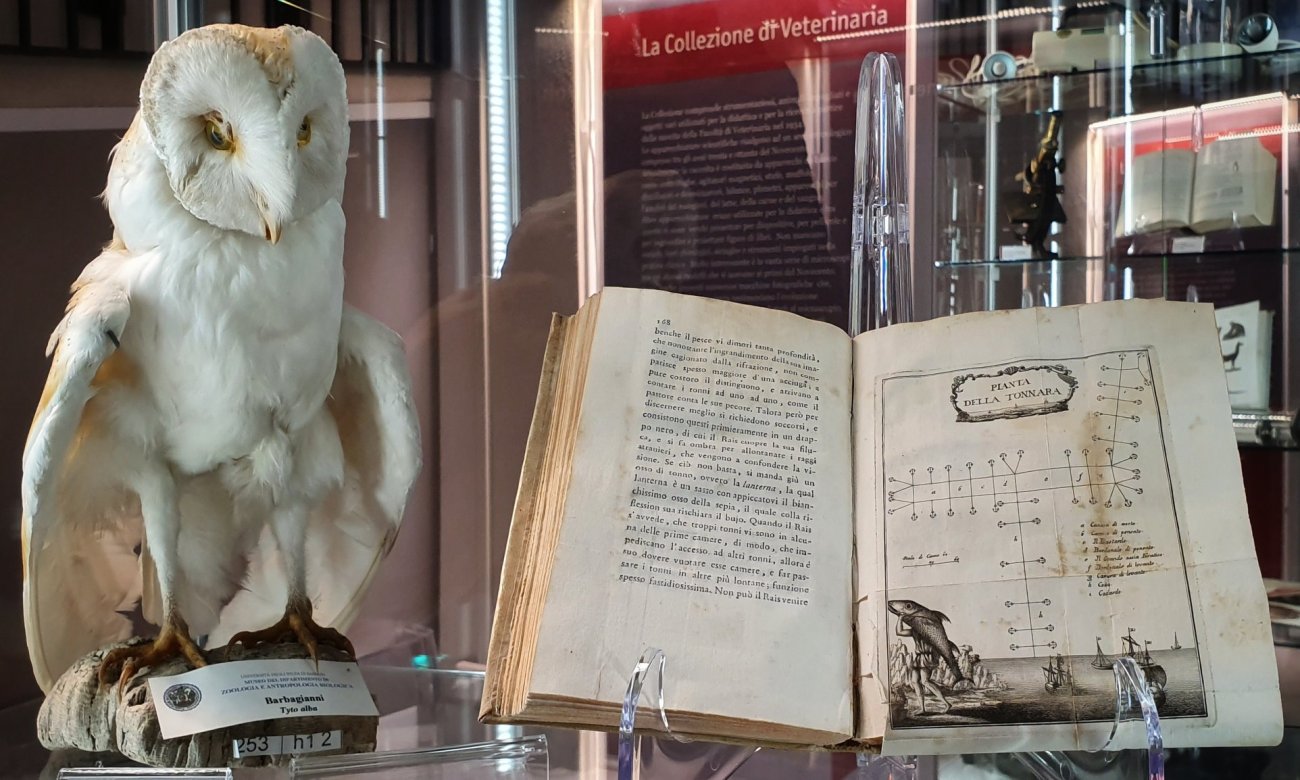 Monumenti Aperti 2024 - Spaces for Dreams | Università degli Studi di ...